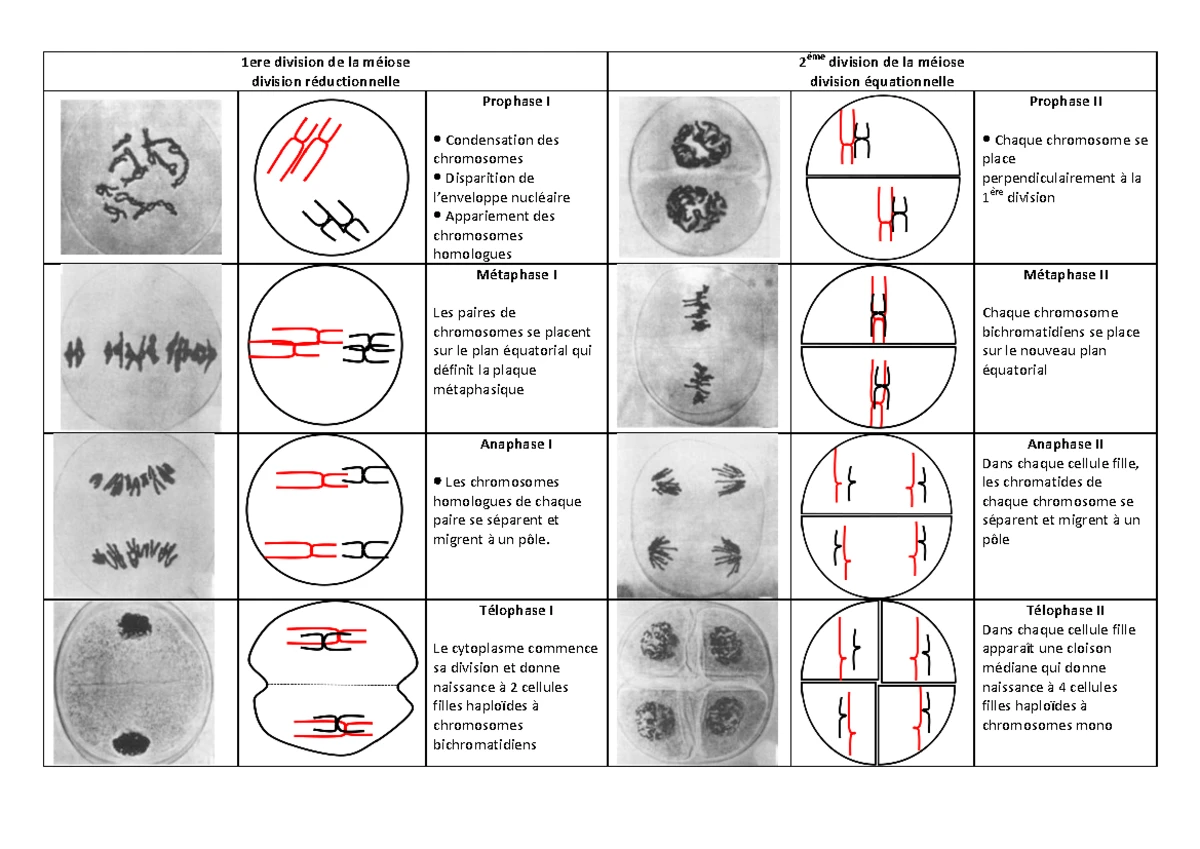 Schemas Meiose Schéma Sur La Méiose Iii La Méiose Bilan La
