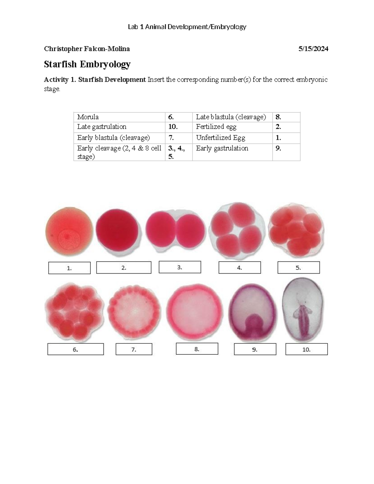1 Bio Lab: Starfish, Frog, and Chick Embryology Development Activities ...