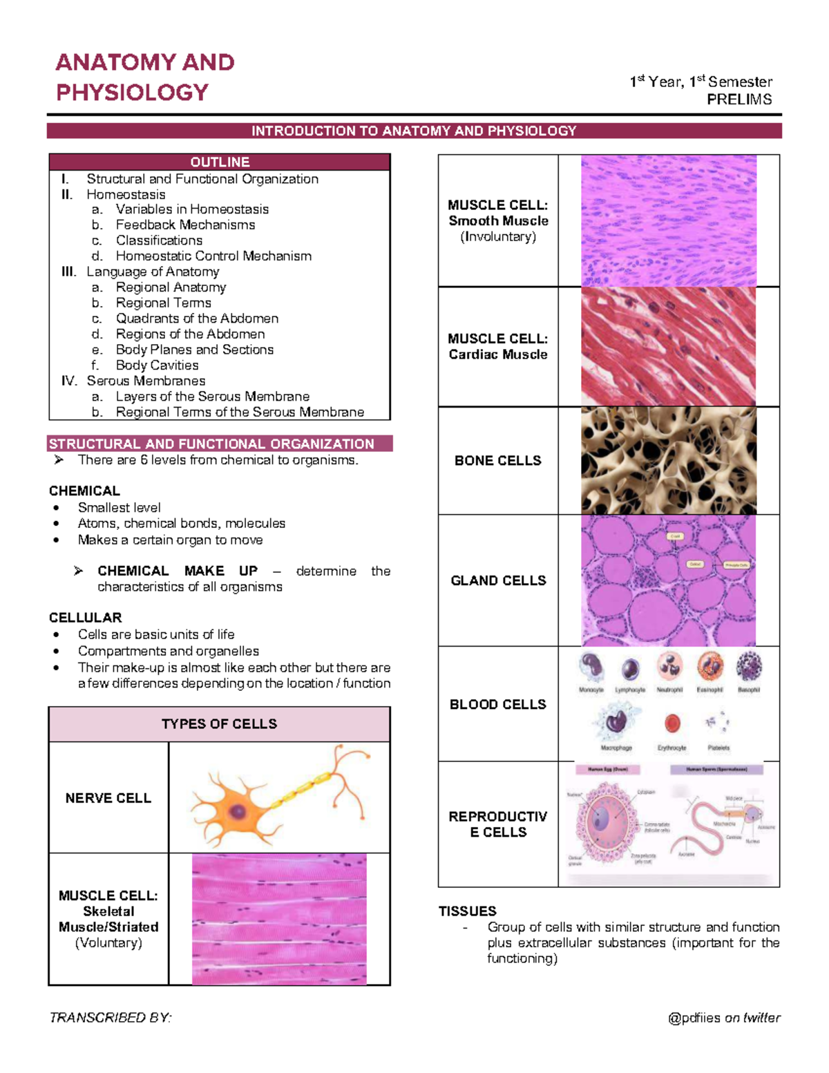 Anatomy and physiology 1st year, 1st semester prelims notes - Studocu