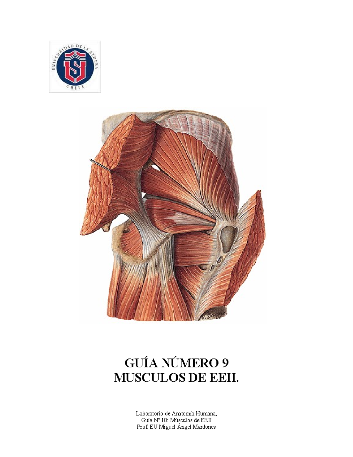 GUÍA N° 10: MÚSCULOS DE EEII - LABORATORIO ANATOMÍA HUMANA - Studocu