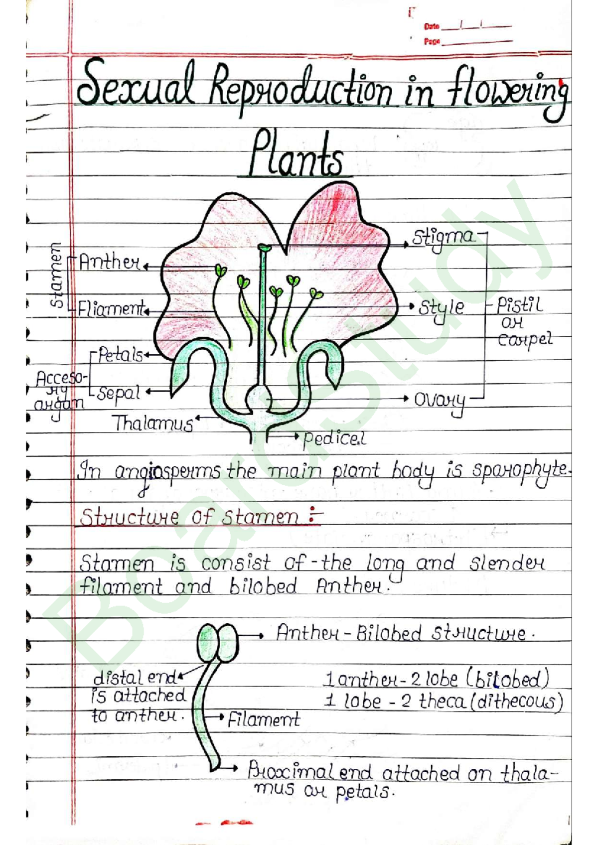 Sexual Reproduction in Flowering Plants - Biology 101 Notes - Studocu