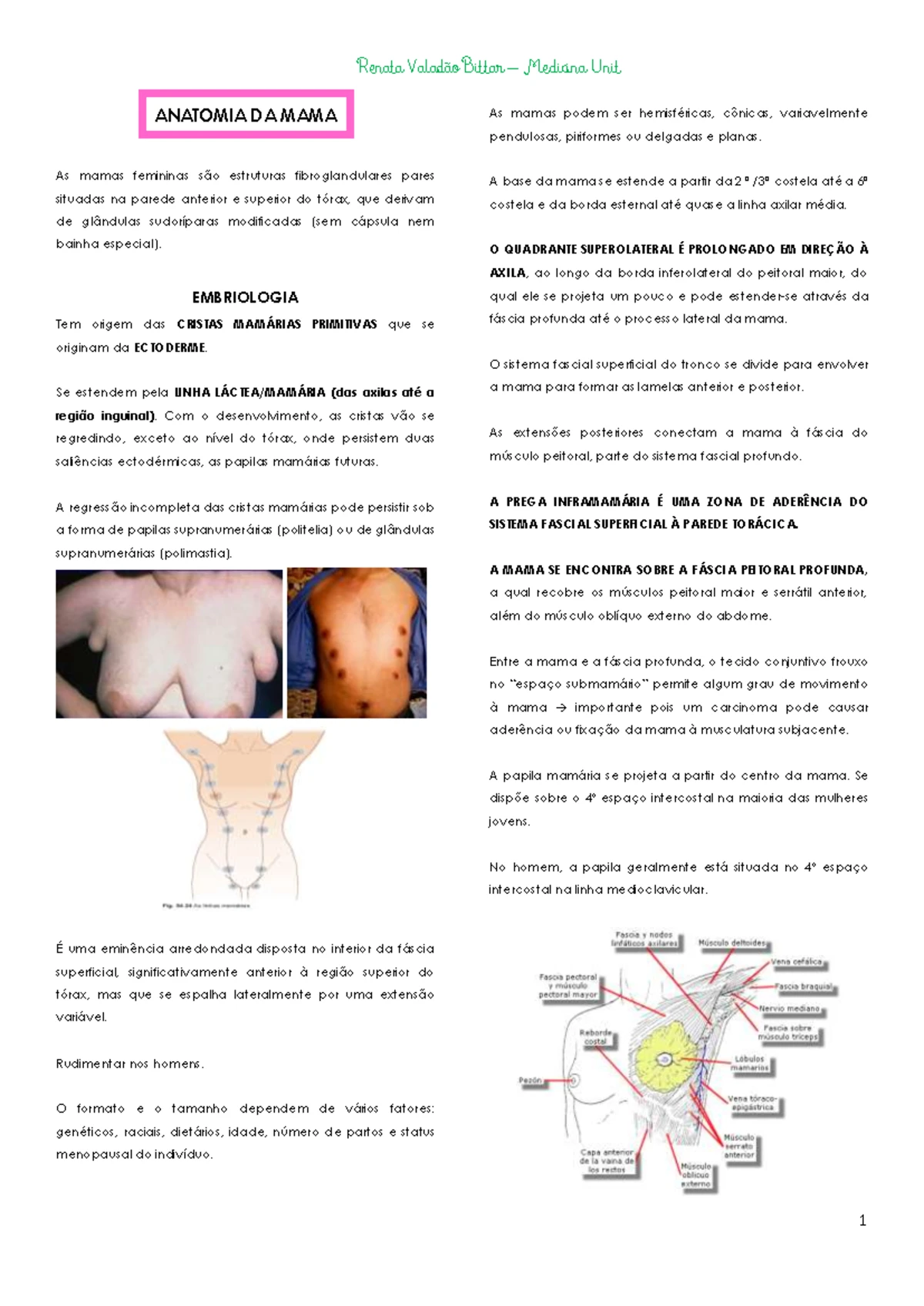 Resumo de Anatomia - Mama - ANATOMIA DA MAMA As mamas femininas são ...