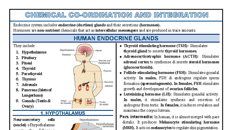 HUMAN ENDOCRINE SYSTEM: Glands, Hormones, and Functions - Studocu