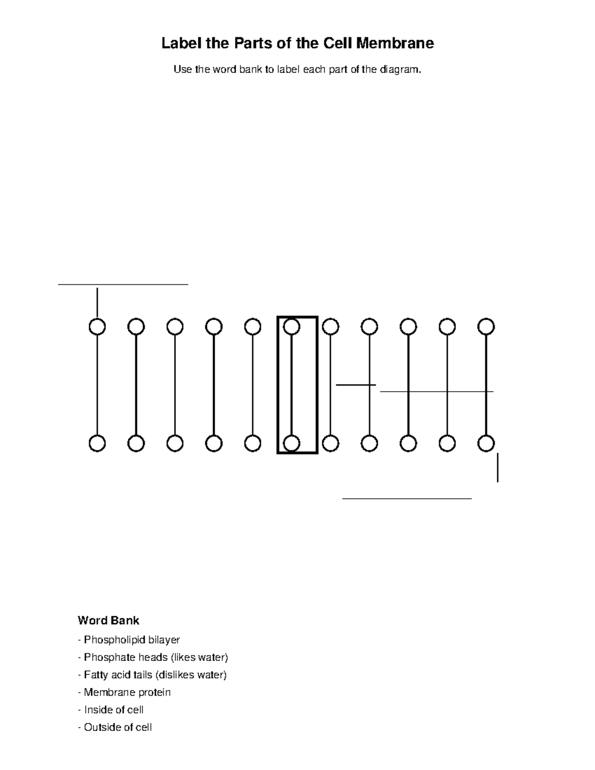 Cell Membrane Labeling Diagram Sped Grade 9 - Label the Parts of the ...