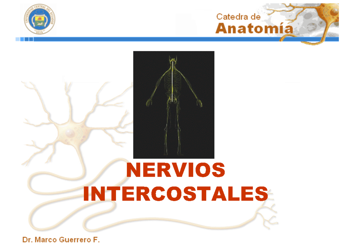 Nervios Intercostales - Modo de compatibilidad - NERVIOS INTERCOSTALES ...