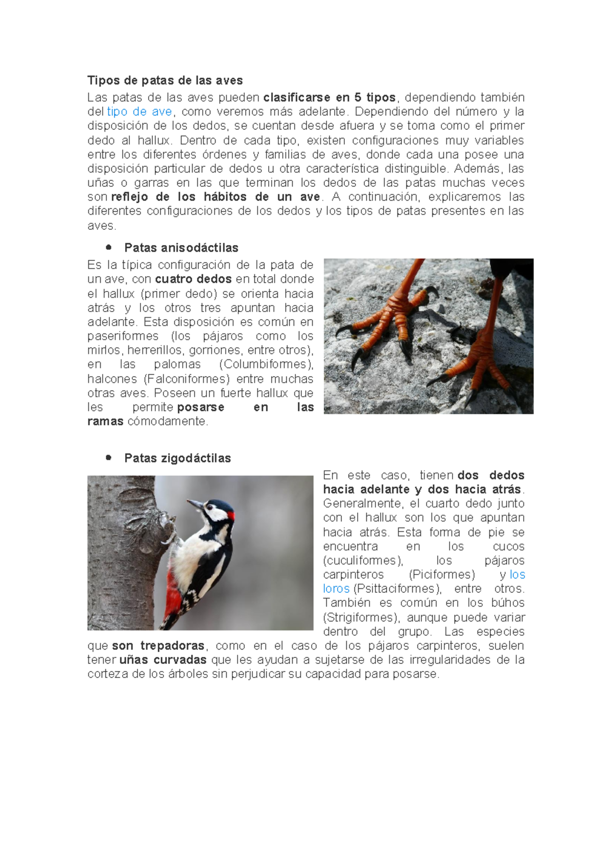 Tipos de patas de las aves: Clasificación y características esenciales ...