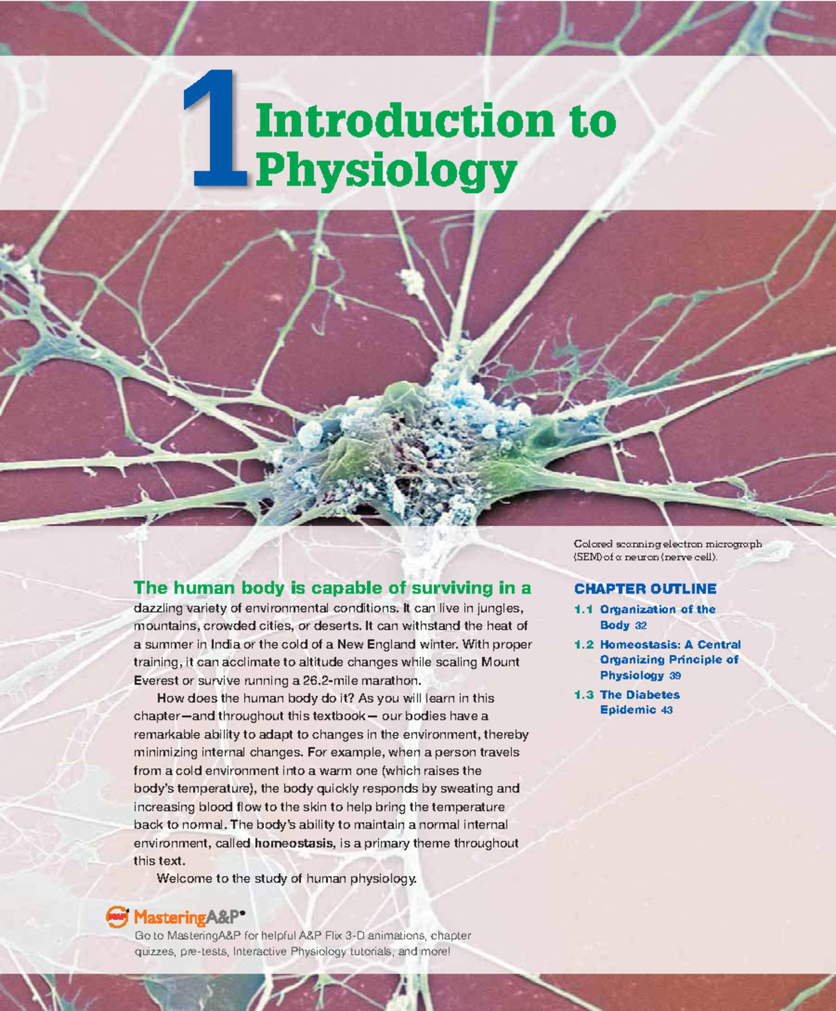 Physiology 101: Homeostasis and Diabetes Epidemic Overview - Studocu