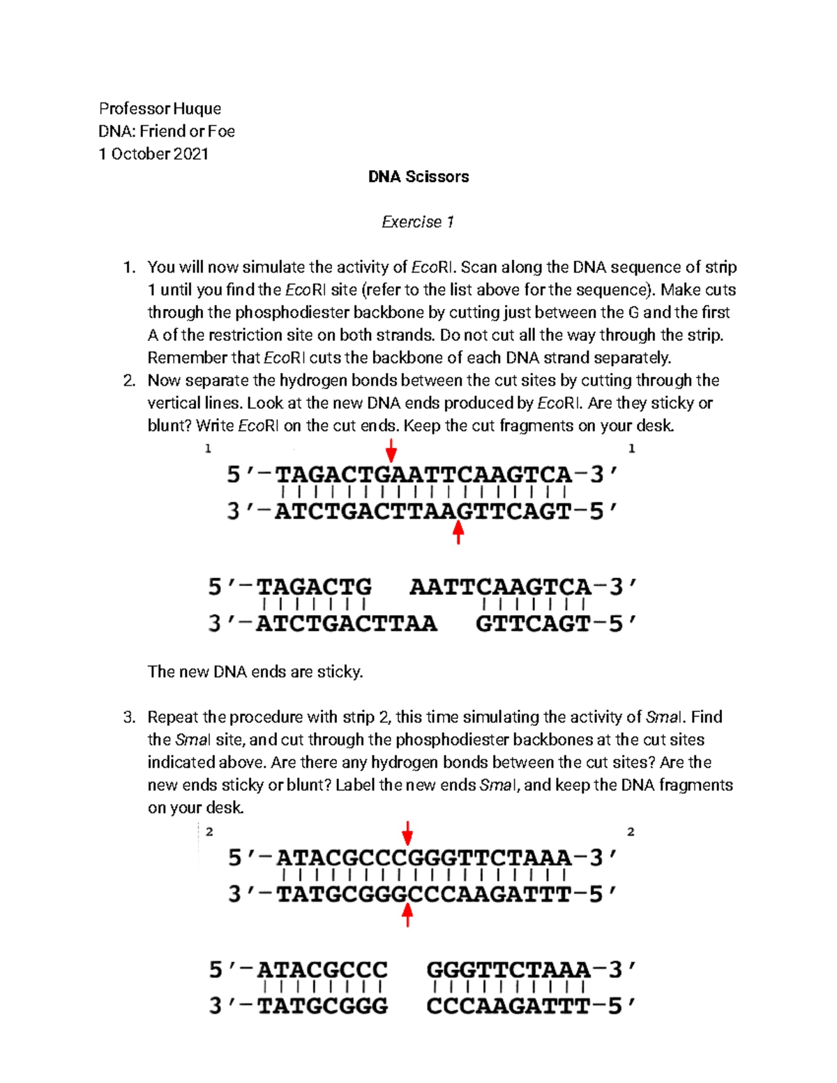Lab 2 Report: Simulation of Eco RI, Hind III, and Sma I Activities - Studocu