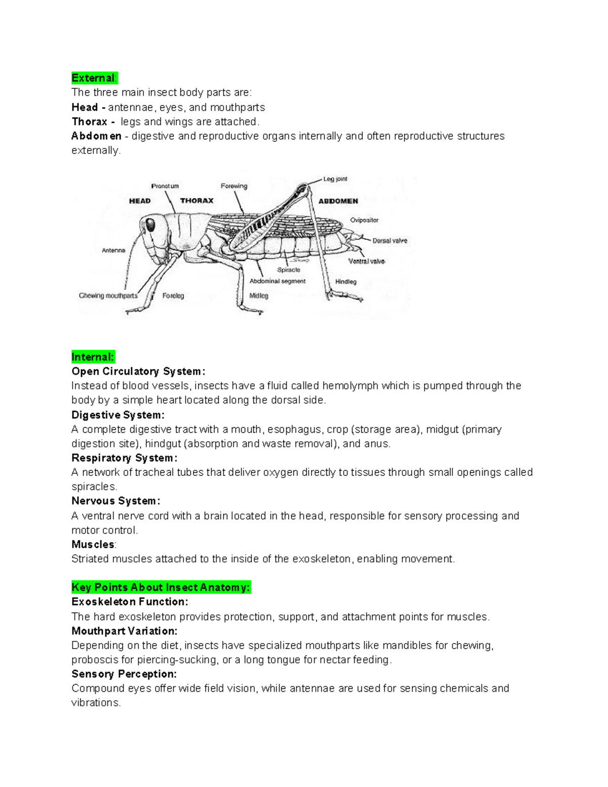 Internal and External Anatomy - External: The three main insect body ...