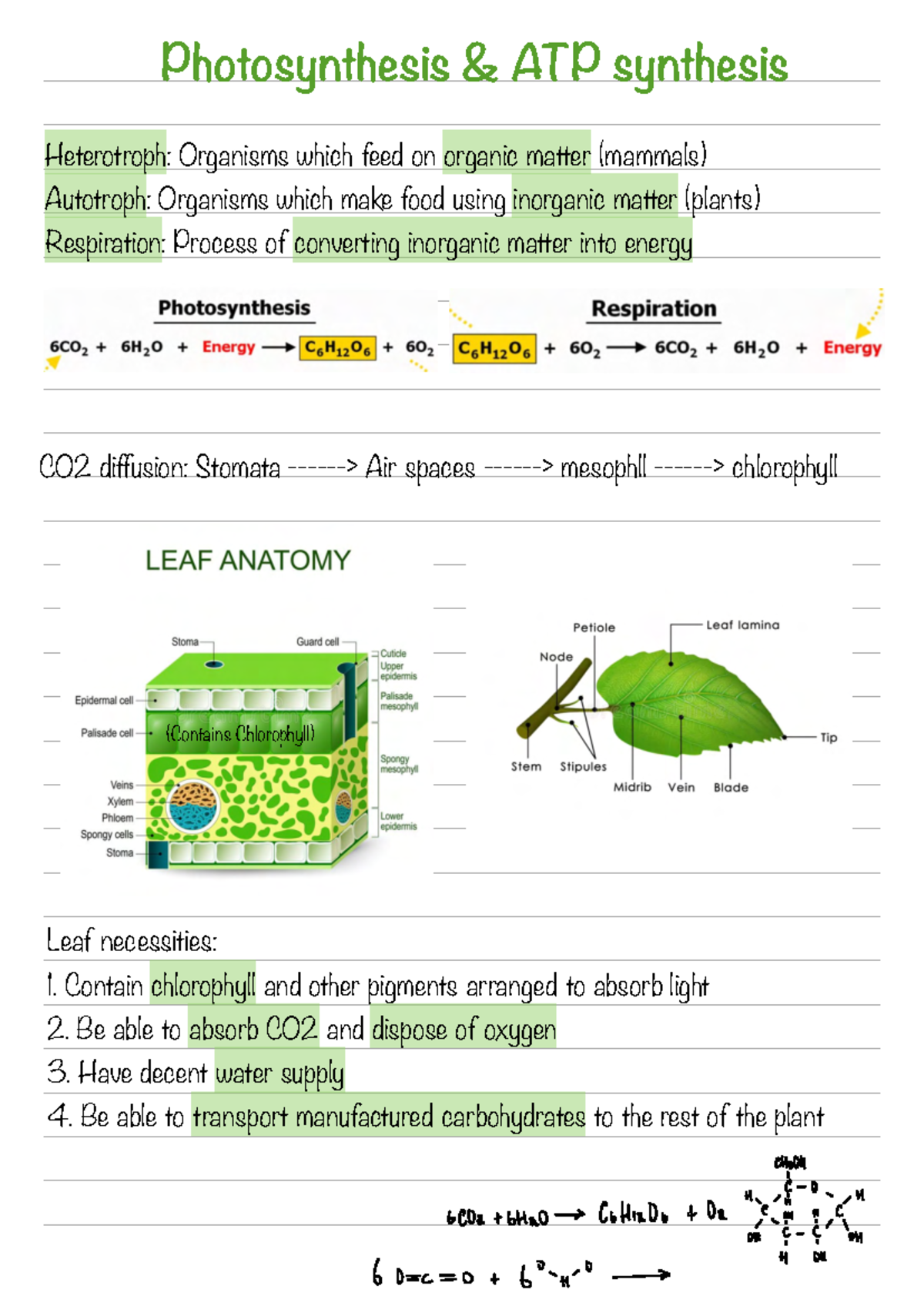 CAPE Unit 2 Biology Lecture Notes: Photosynthesis & Respiration - Studocu
