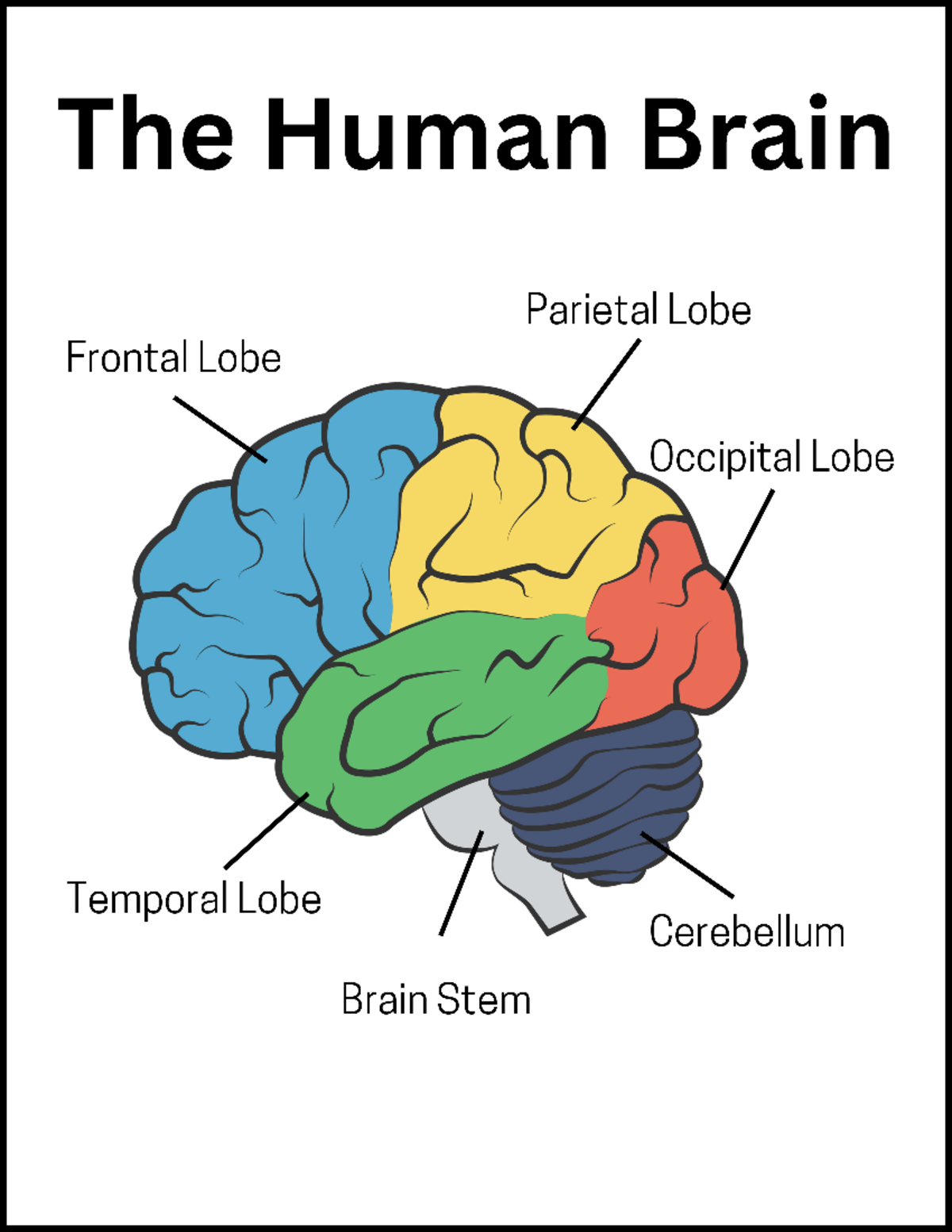 Anatomy of the Human Brain: Diagram and Descriptions for Grades 3-5 ...