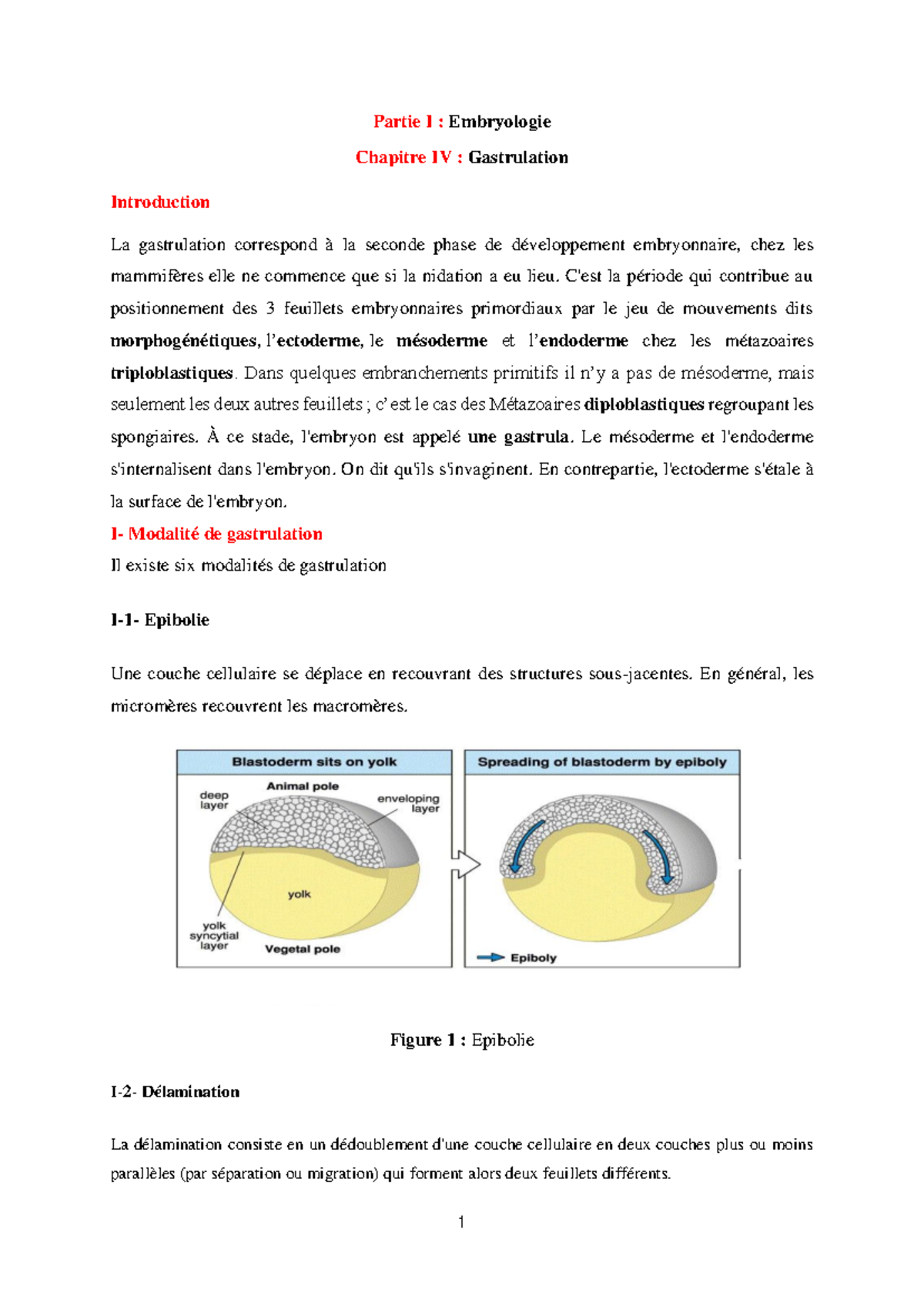 Embryologie : Chapitre IV - Gastrulation et ses Modalités - Studocu