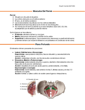 Anatomía y Fisiología de la Vulva Resumen bien explicado y detallado ...