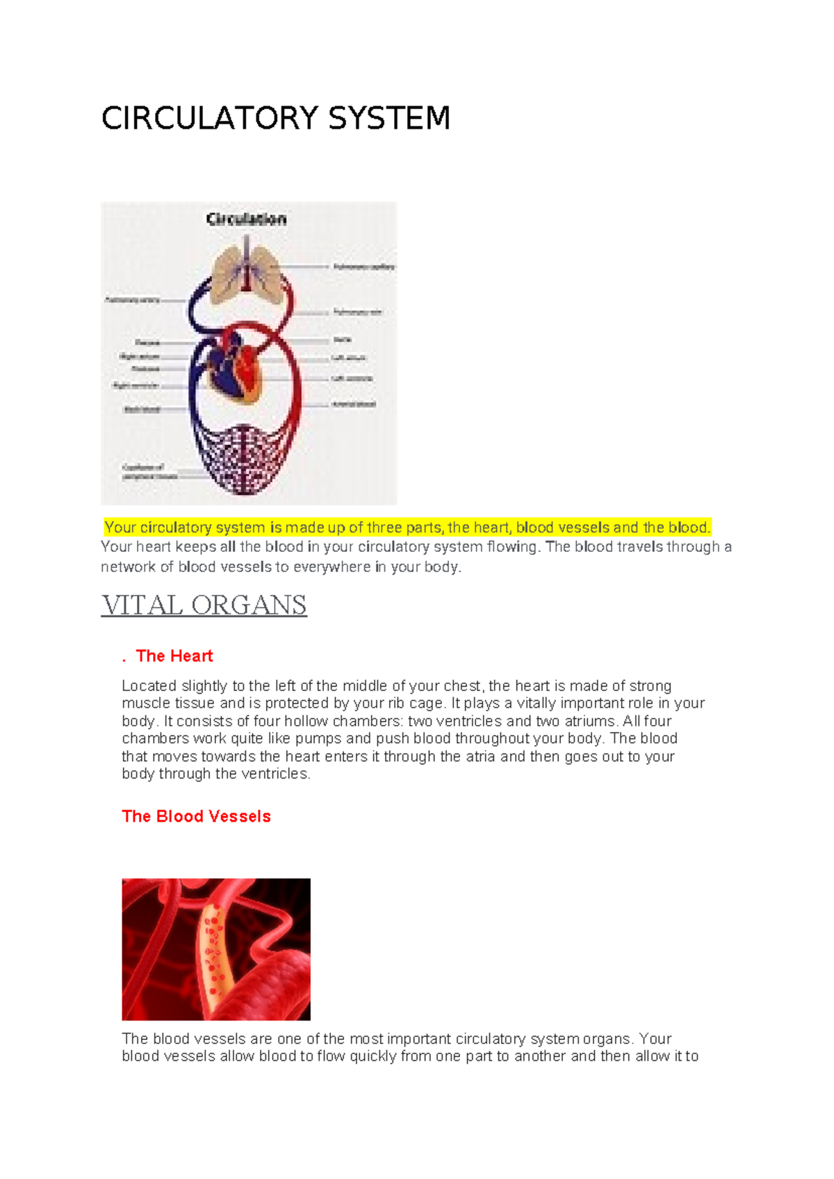 Circulatory System Overview: Heart, Blood Vessels & Functions - Studocu