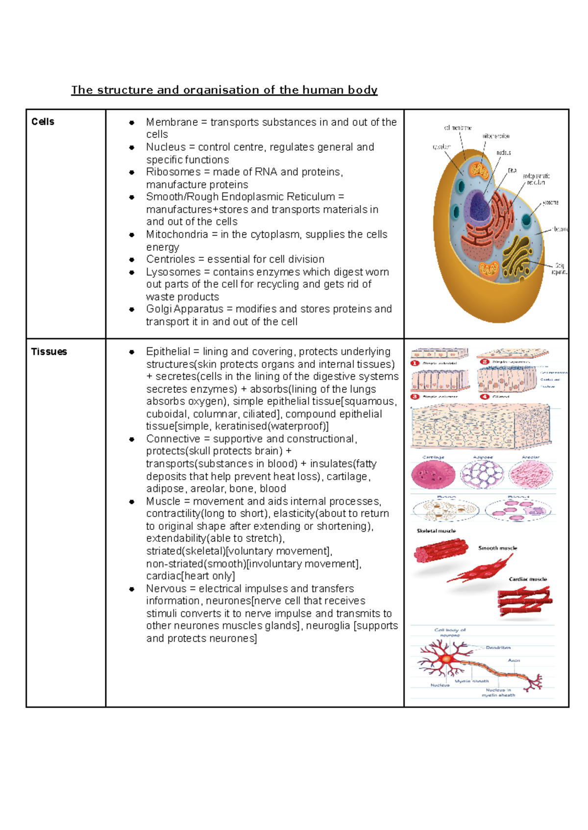Unit 3 - revision on useful things - The structure and organisation of ...