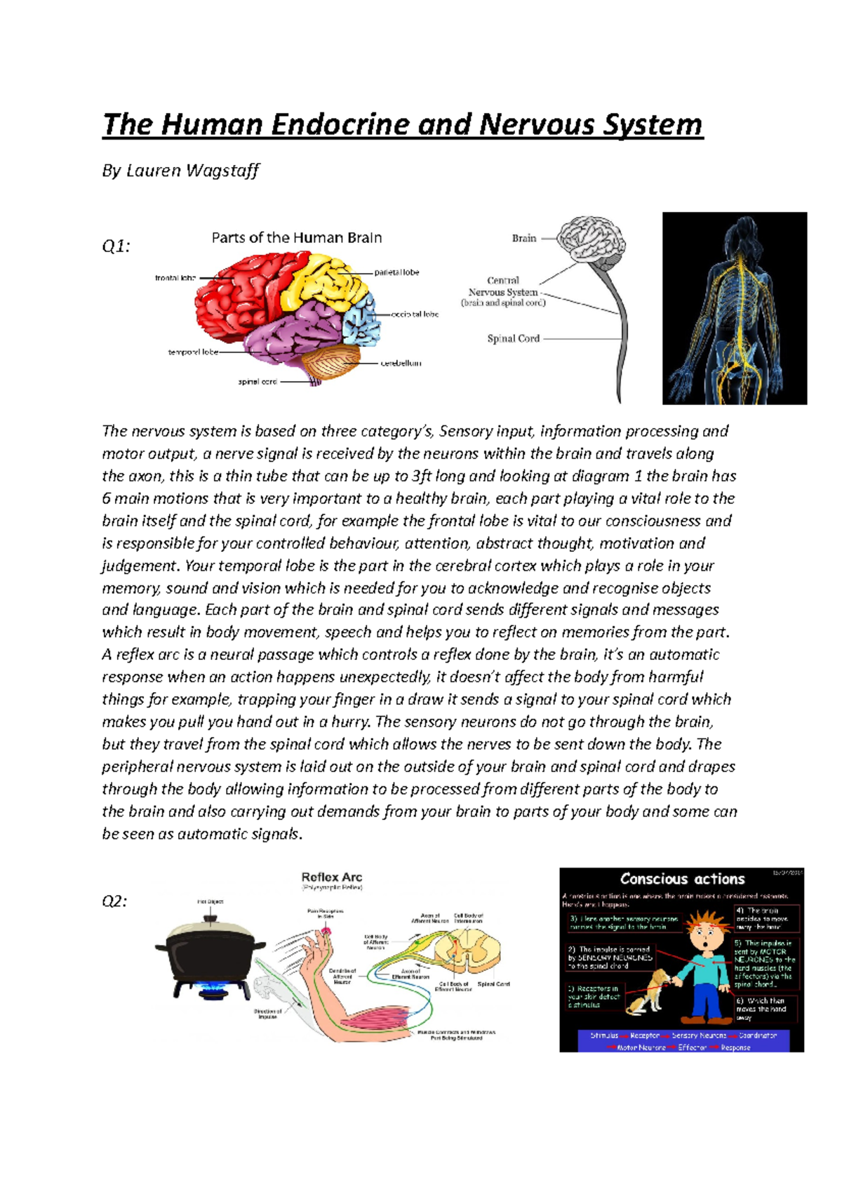 Unit 10: The Human Endocrine and Nervous System Overview - Studocu