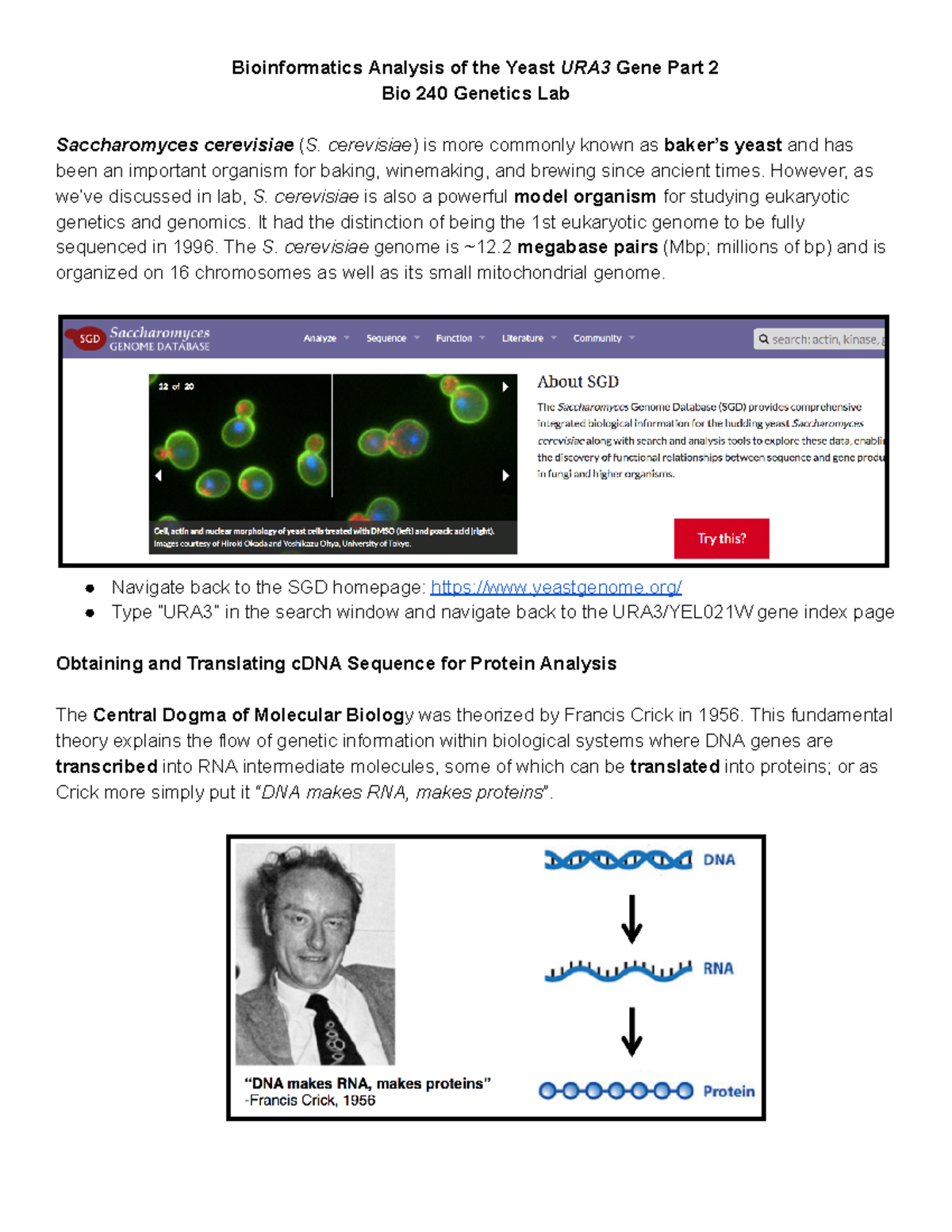 Sp22 Bio 240 Yeast Bioinformatics Part 2 (student copy) - Bioinformatics Analysis of the Yeast ...