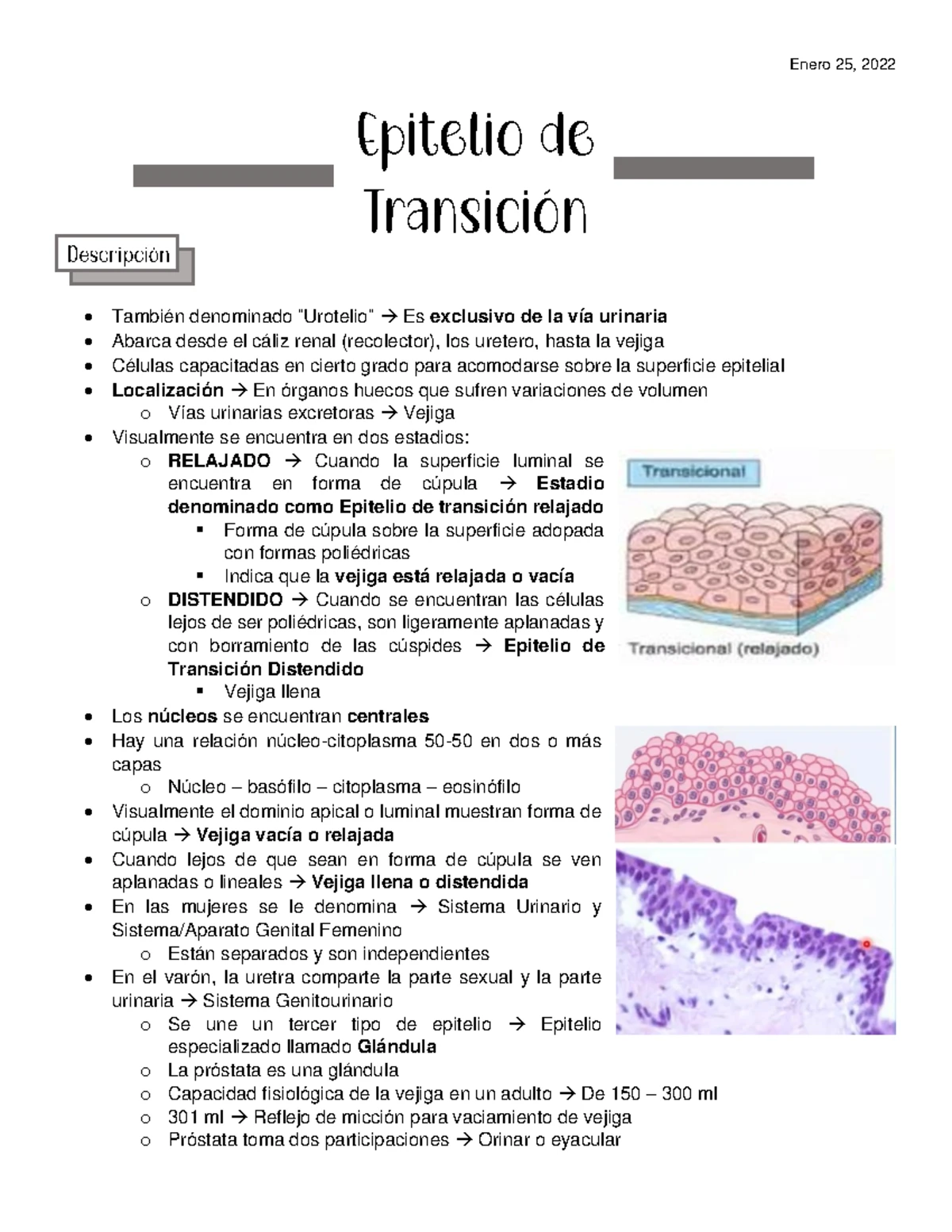 Neumocitos I y II: Estructura y Funciones en Alvéolos Pulmonares - Studocu