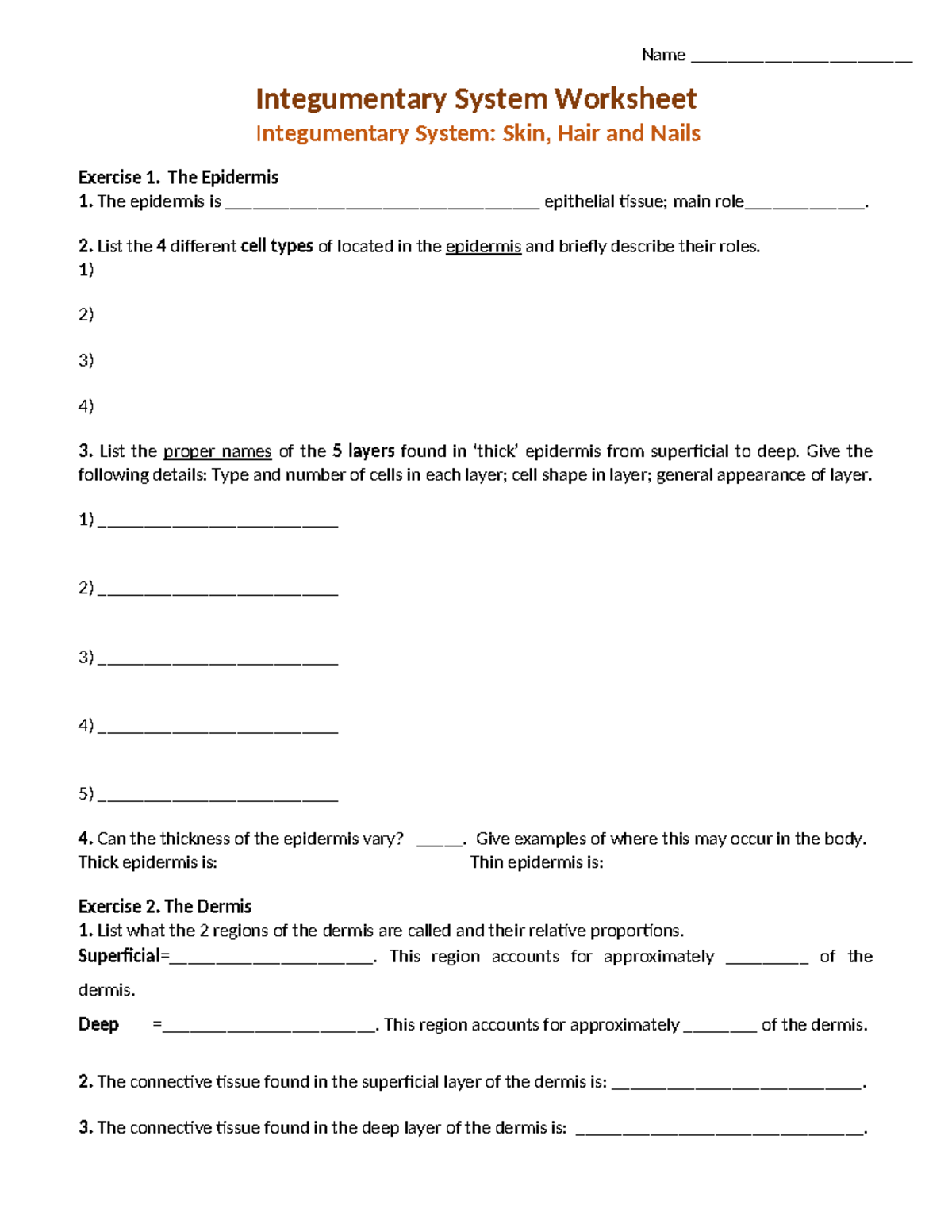 Integumentary System Worksheet: Skin, Hair, and Nails Overview - Studocu