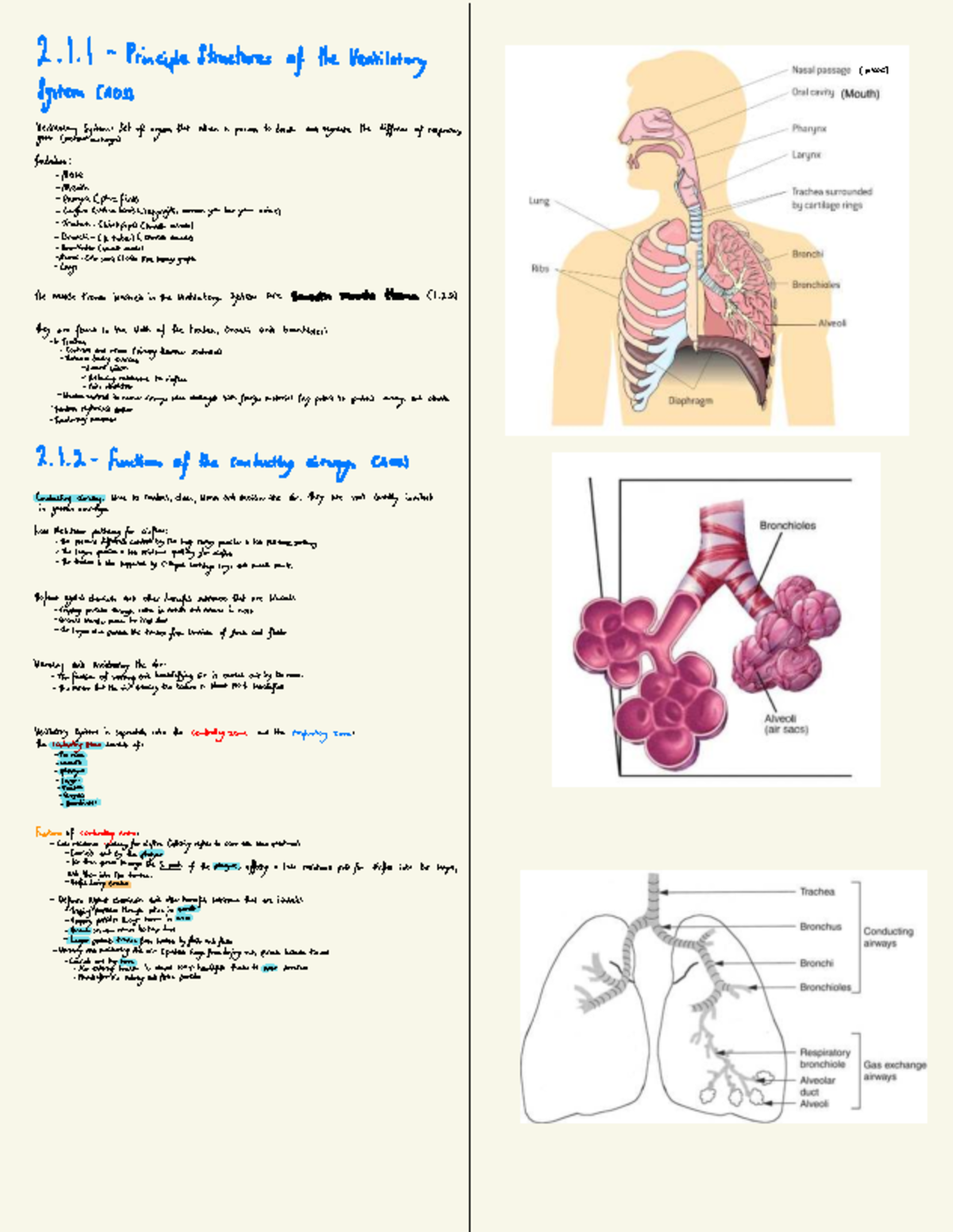 Physiology of the Ventilatory System: Topic 2 (A01) - Studocu