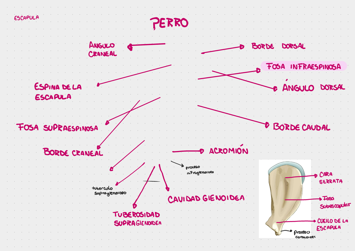 Osteología del Perro: Anatomía de Escápula y Huesos de Extremidades ...