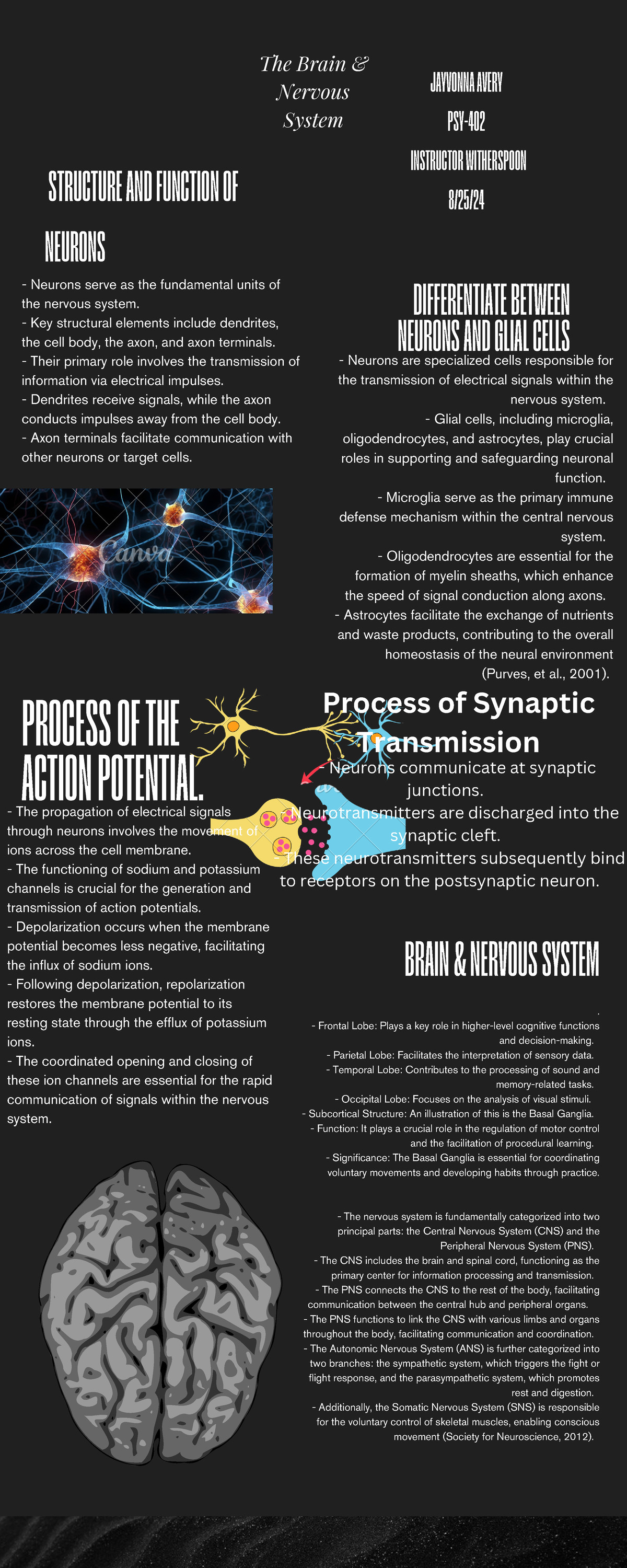 Brain & Nervous System Overview - PSY 402 Infographic Notes - Studocu