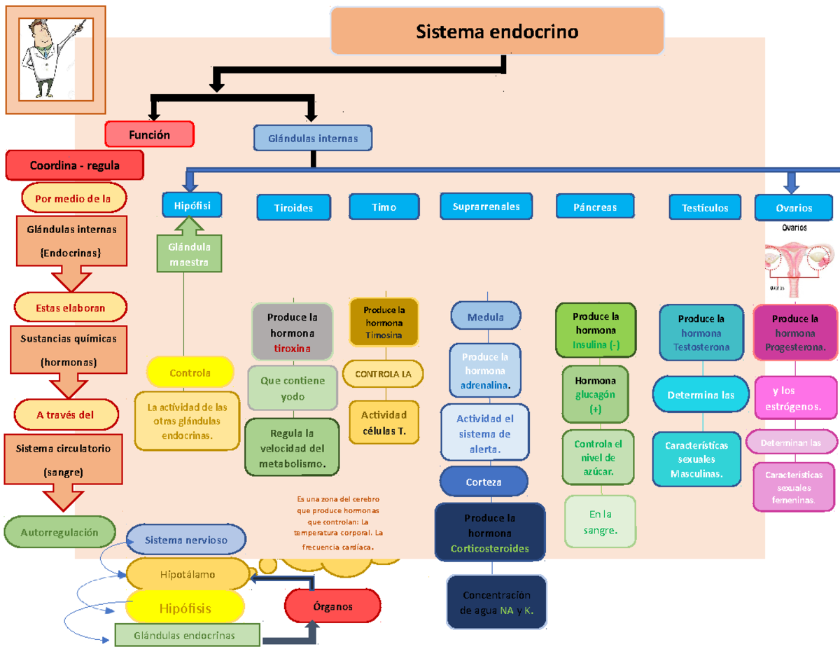 Mapa Conceptual del Sistema Endocrino - Hormonas y Funciones - Studocu