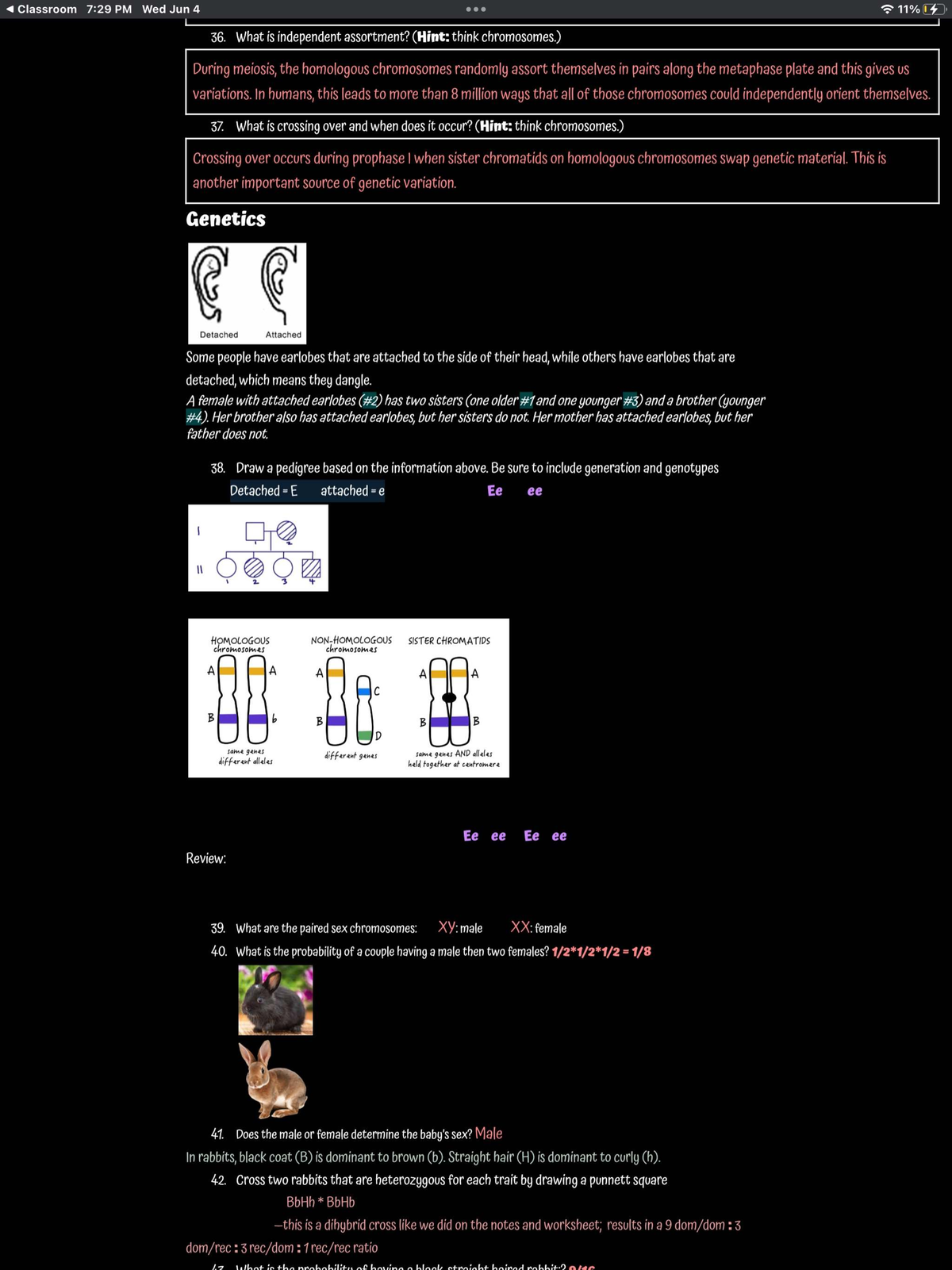 Final Exam Study Guide: Genetics Concepts in ABC123 - Studocu