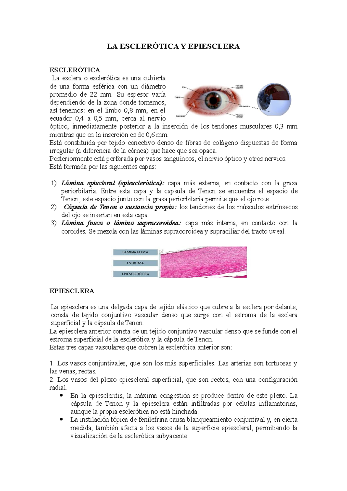 Esclerotica y Epiesclera: Anatomía y Patologías (Curso Histología ...