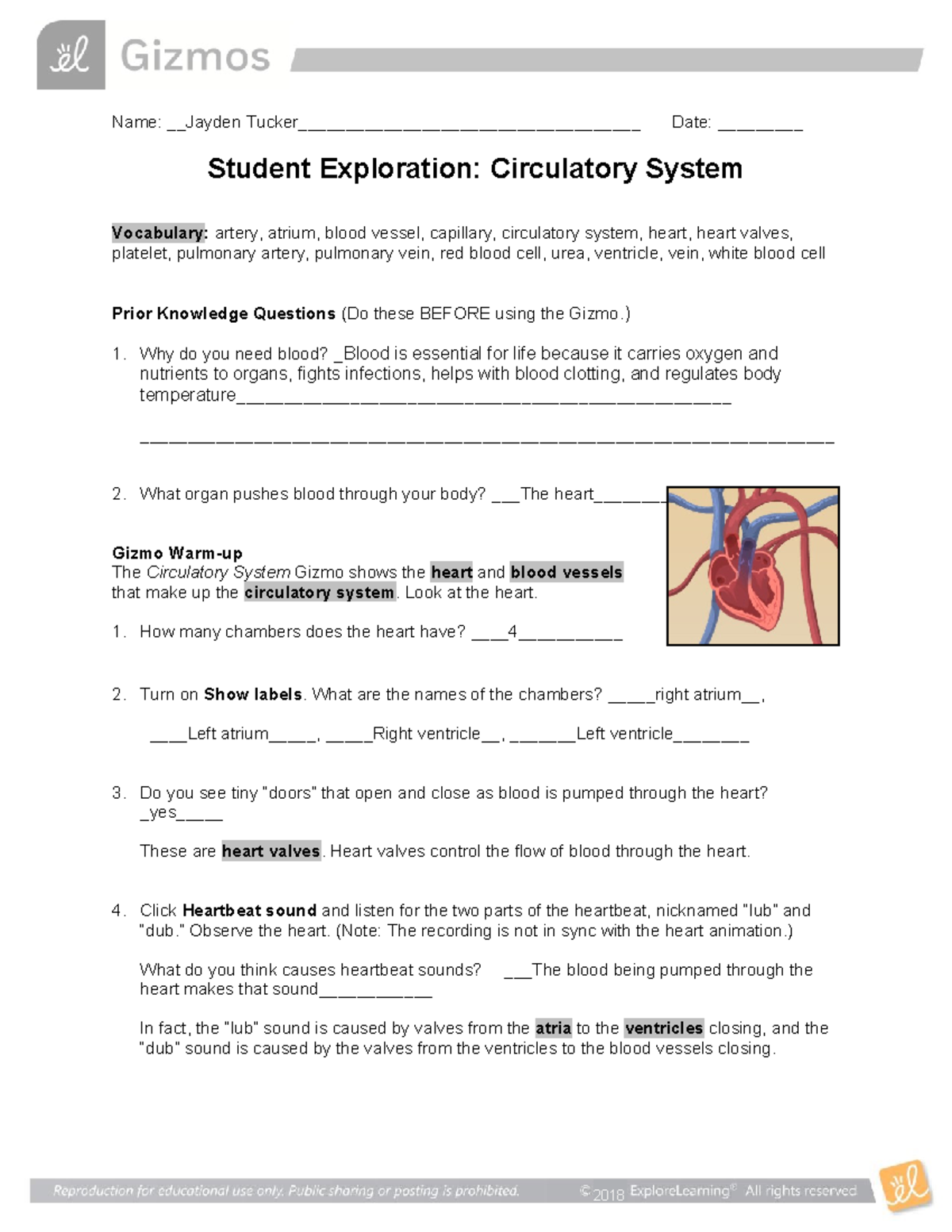 Circulatory System Student Exploration (SE) - Key Vocabulary & Concepts ...
