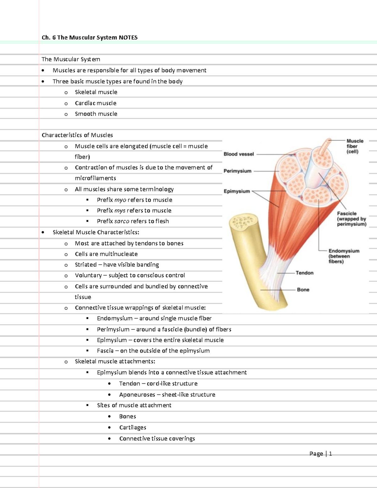 Muscular System Overview Notes (Ch. 6) - VT Course - Studocu