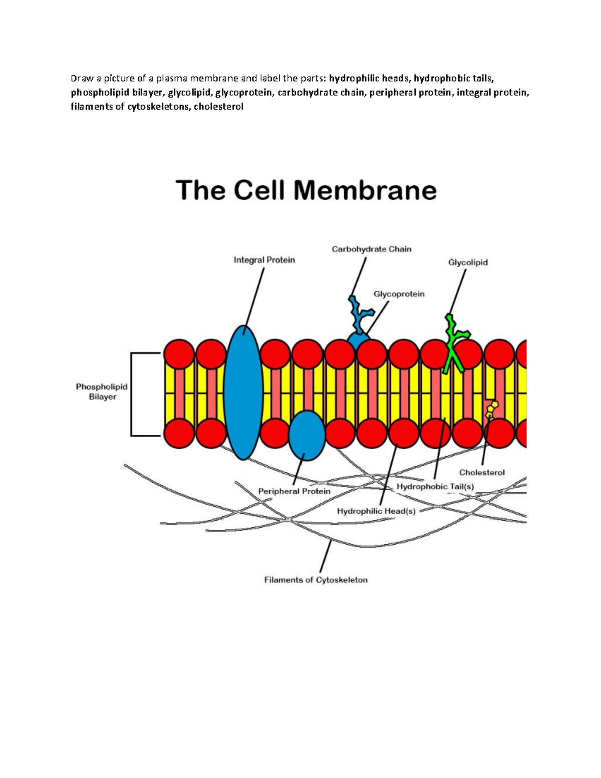 Unit 2 Assignment; Plasma Membrane - Draw a picture of a plasma ...