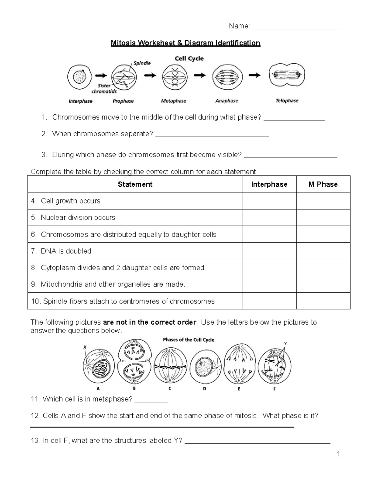 Mitosis Worksheet - Diagram Identification & Phase Analysis - Studocu