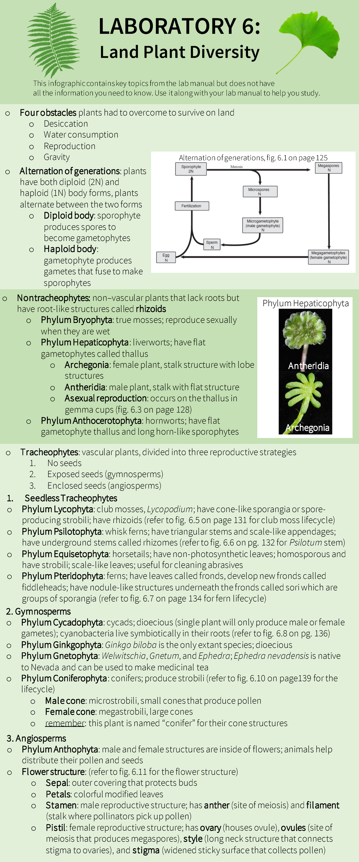 BIOL 191L Lab 6: Infographic on Land Plant Diversity - Studocu
