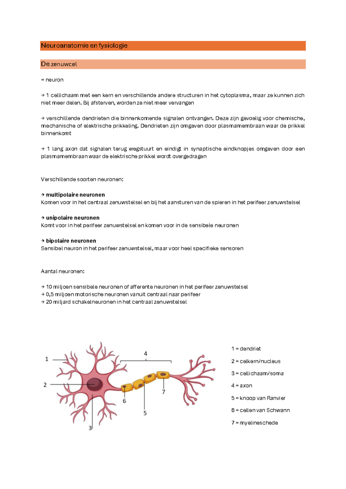 Neuroanatomie en Fysiologie: De Zenuwcel en Neuronen 101 - Studocu