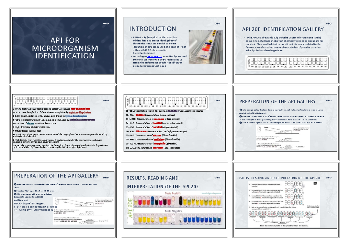 API 20E Microorganism Identification Guide: Introduction & Procedures ...