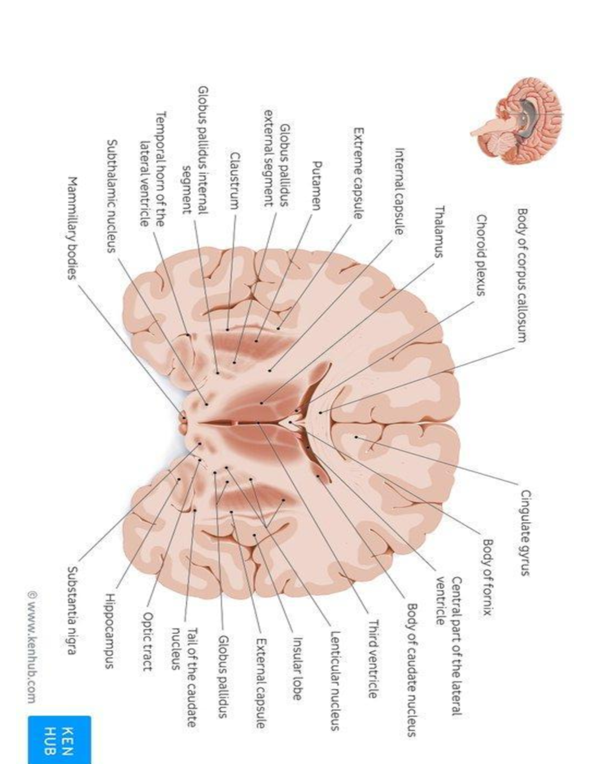 Neuroanatomy Overview: Key Structures and Physio Diagrams KEN HUB - Studocu