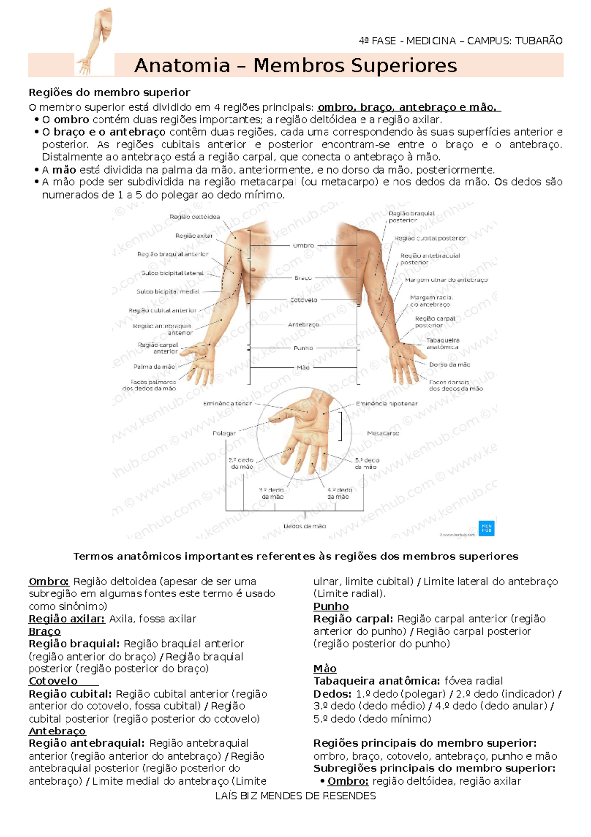 Anatomia dos Membros Superiores: Estrutura e Funções (ANAT 101) - Studocu