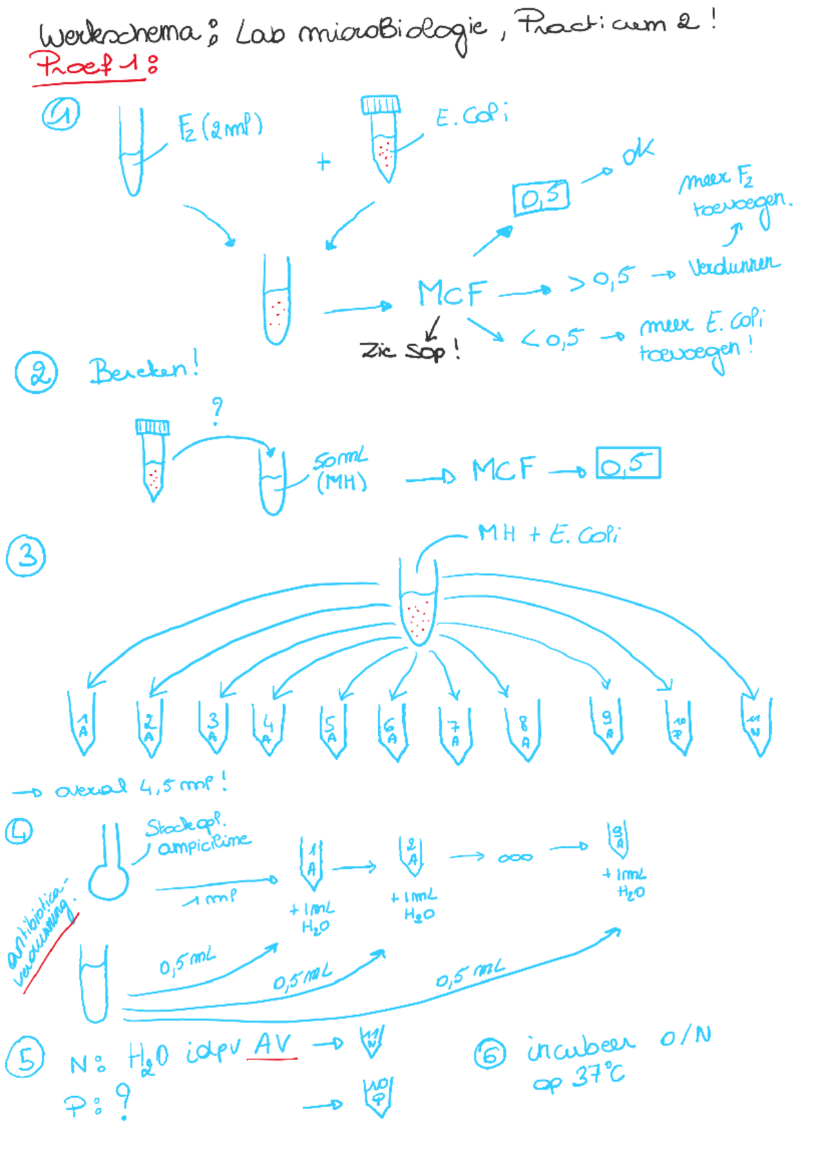 Lab Microbiologie Practicum 2: Werkschema en Proeven - Studocu