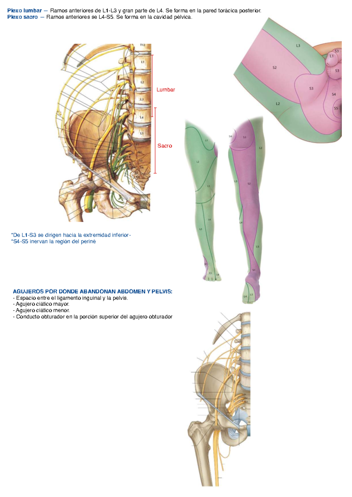 Plexo Lumbar y Sacro: Inervación y Anatomía del Pie - Studocu