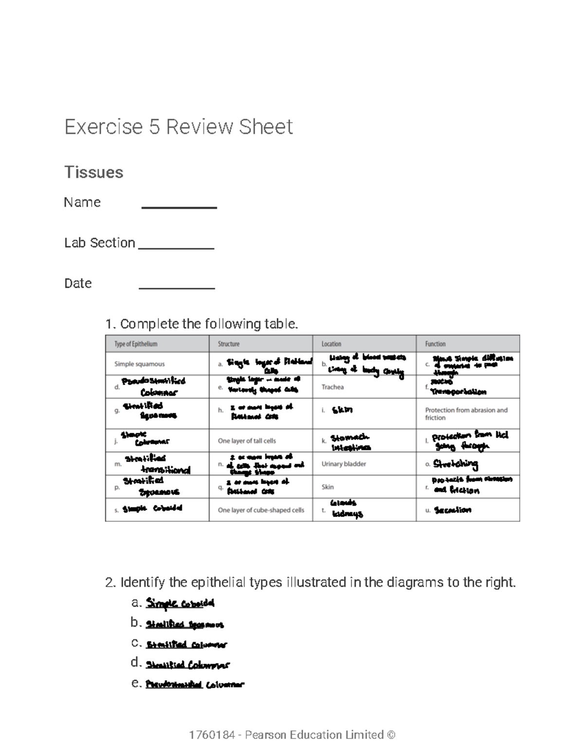 Lab 5 - completed lab assignment - Exercise 5 Review Sheet Tissues Name Lab Section Date 1 ...