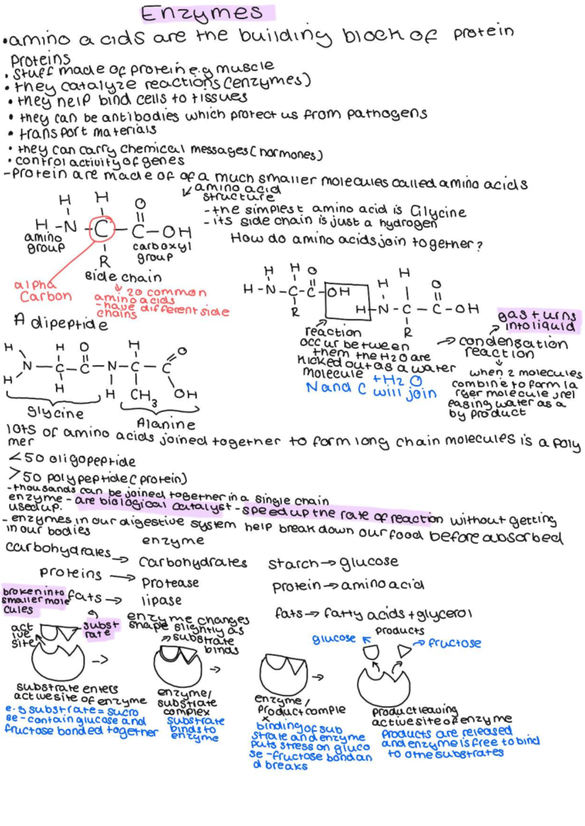 Enzymes and Amino Acids: Unit 3 Overview on Proteins - Studocu