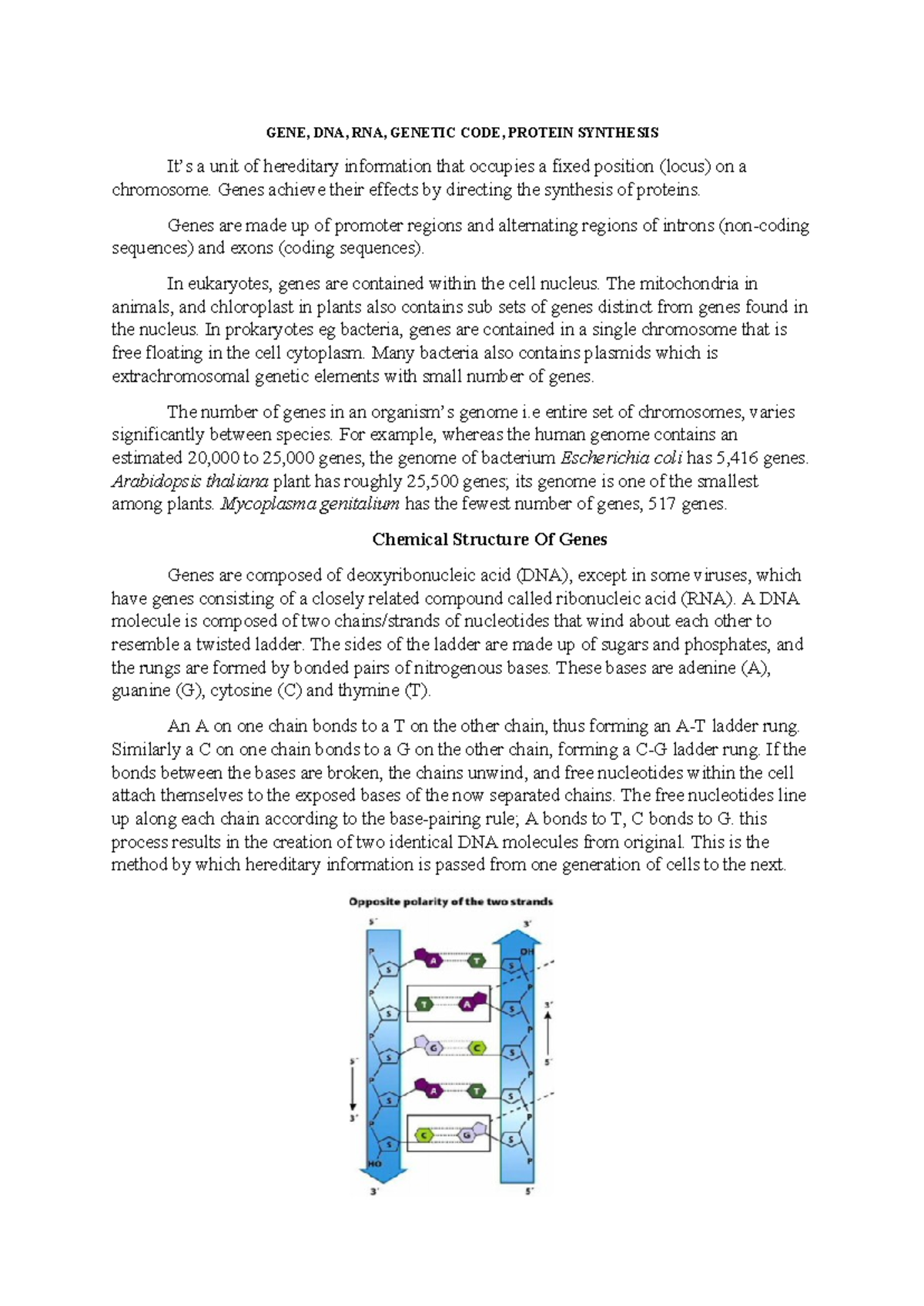GENE2 - Lecture Notes on DNA, RNA, and Protein Synthesis - Studocu