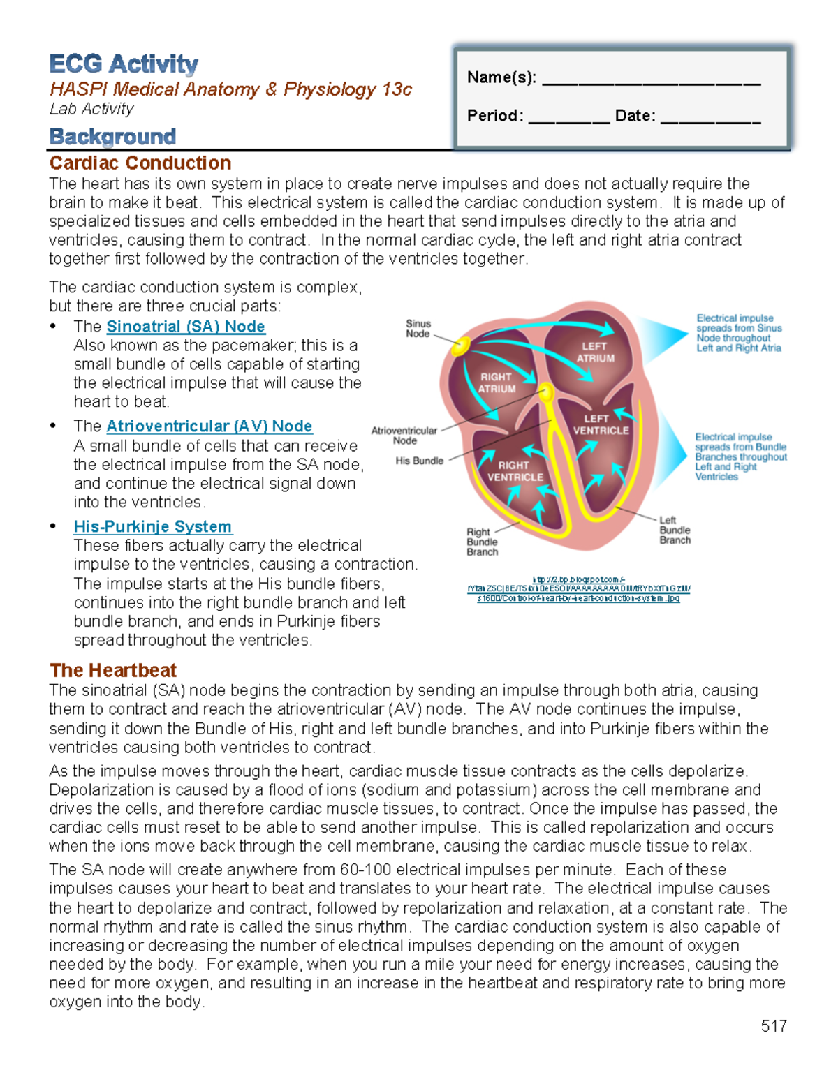 HASPI 13c Lab: Cardiac Conduction & ECG Activity Guide - Studocu
