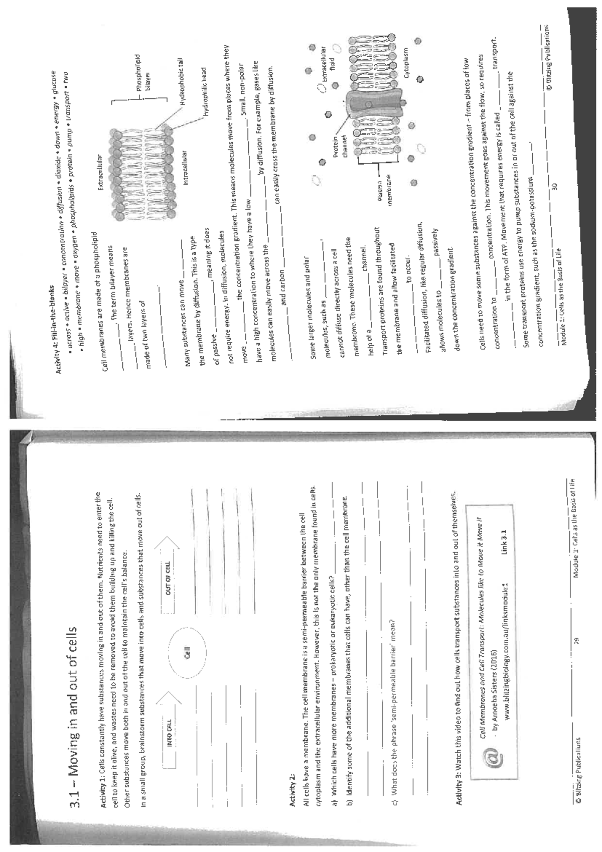 Cell Membrane Biology: Key Concepts and Functions Explained - Studocu