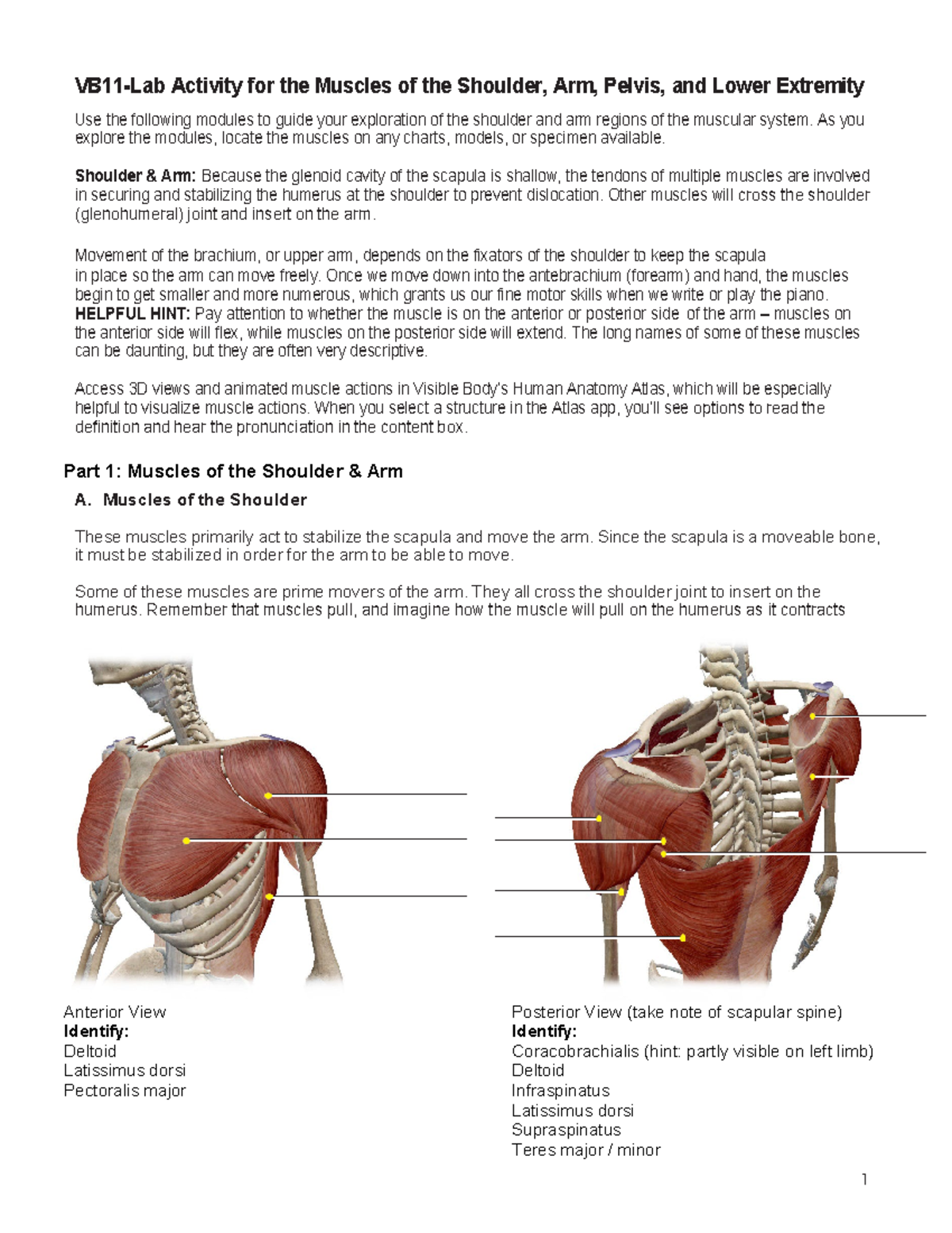 VB Lab 11: Activity on Shoulder, Arm, Pelvis, and Lower Limb Muscles ...