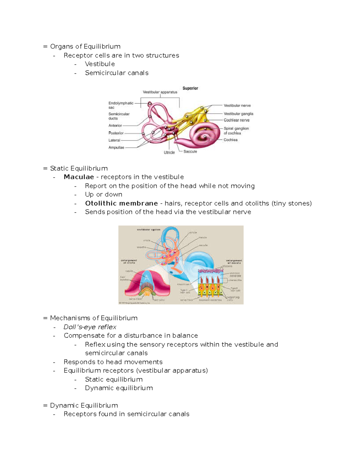 Physio Anatomy 101: Organs of Equilibrium & Chemical Senses Notes - Studocu