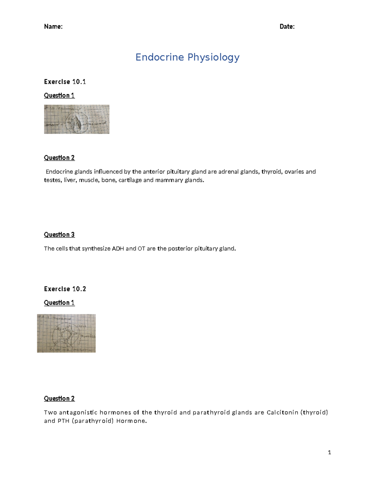 Endocrine Physiology Lab Report: Exercises 10.1 to 10.6 - Studocu