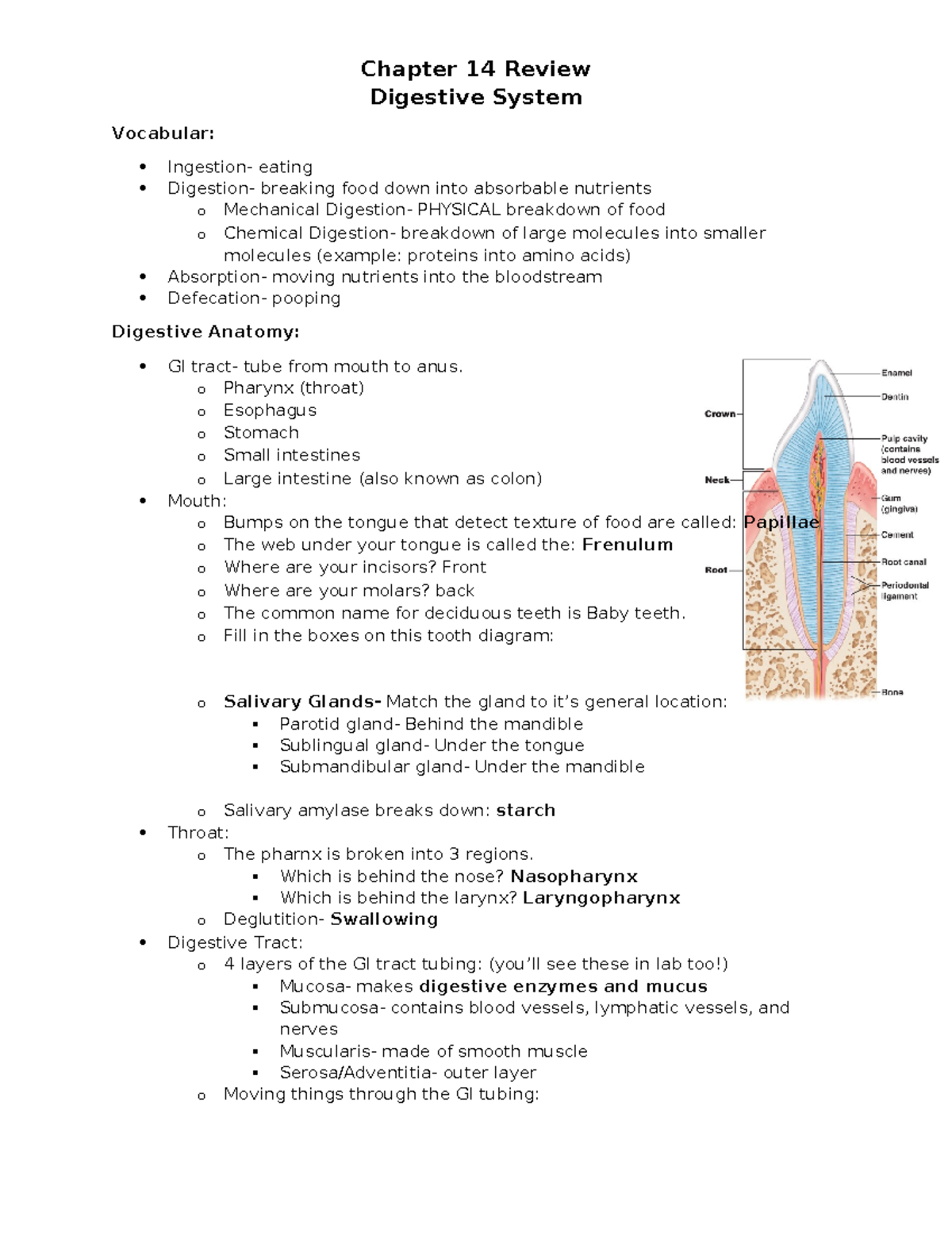 Chapter 14 Review: Digestive System Vocabulary and Key Concepts - Studocu