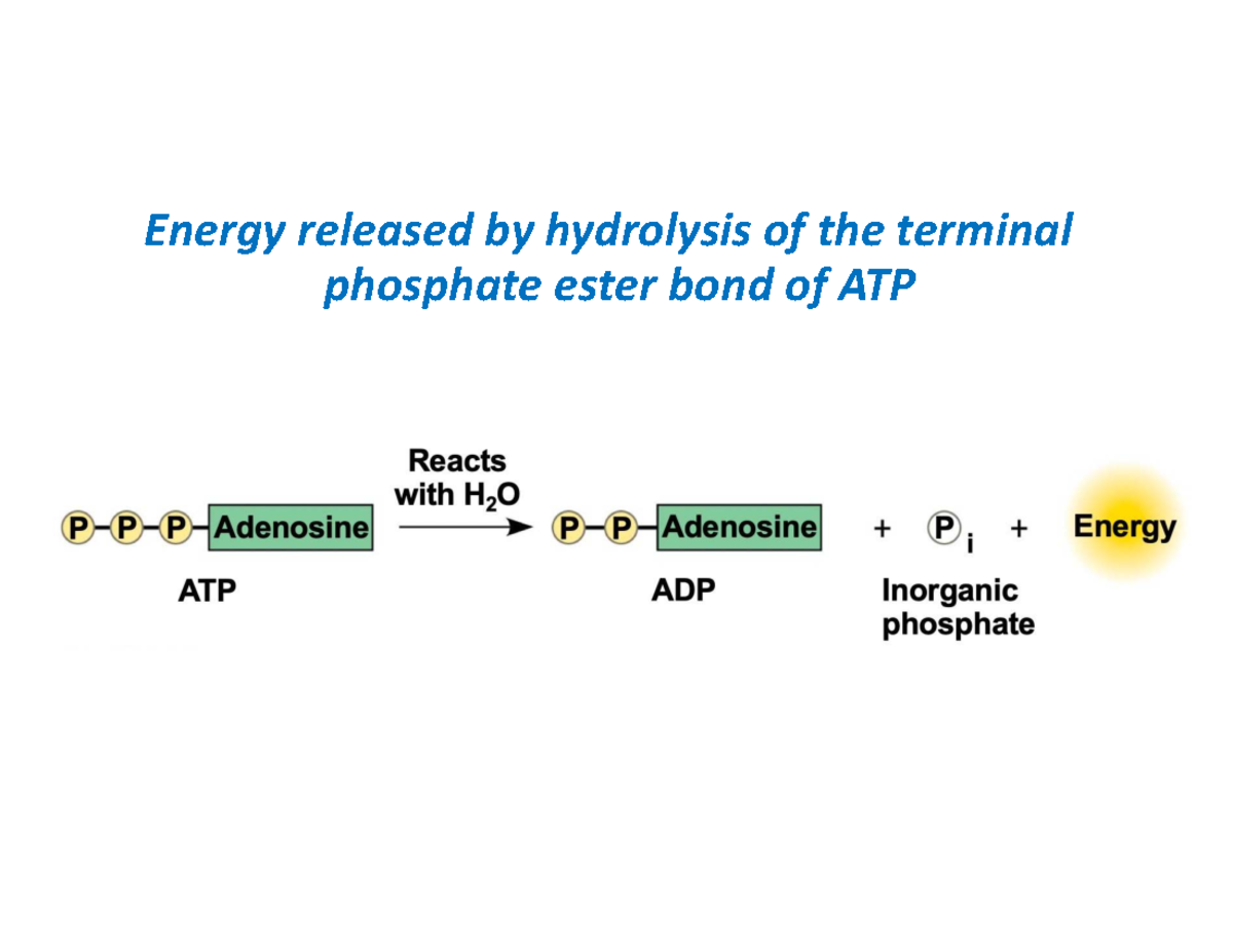 Lecture 8: Energy & Metabolic Pathways (Biology 101) Overview - Studocu